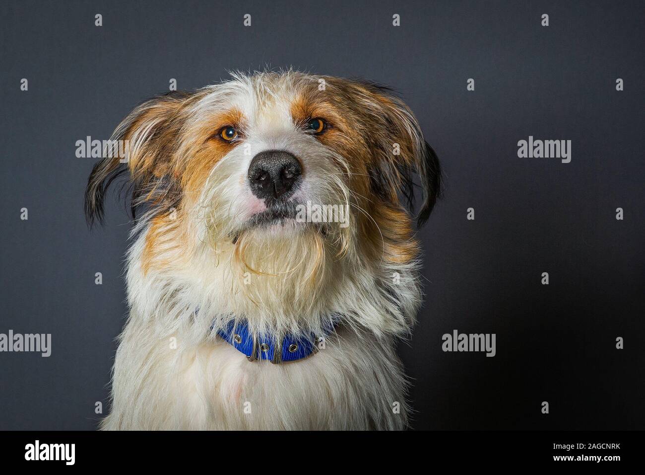 Scruffy stray dog hi-res stock photography and images - Alamy