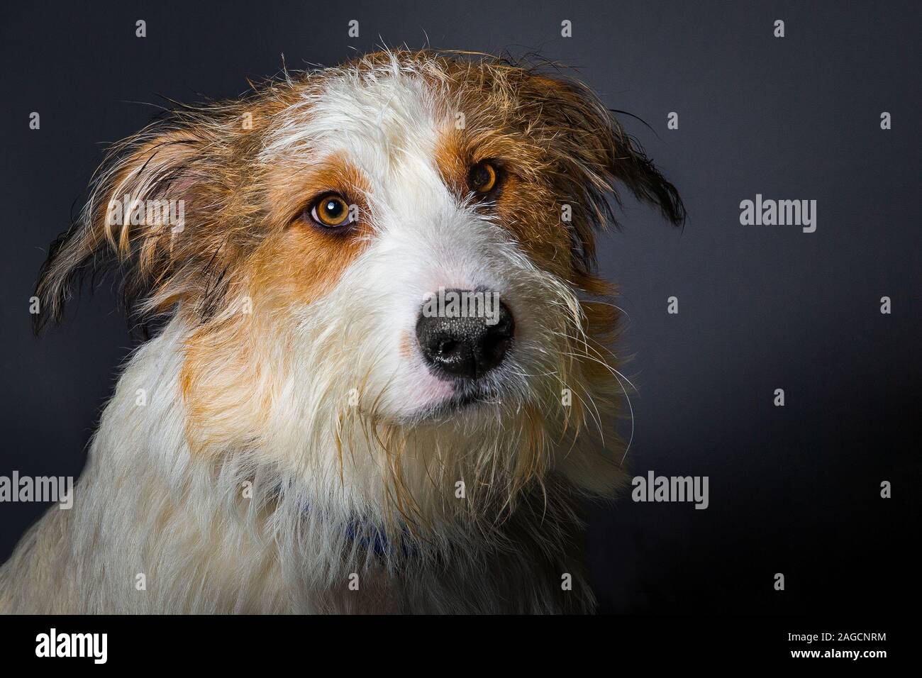 Scruffy Dog With Big Brown Eyes On Grey Background Stock Photo - Alamy