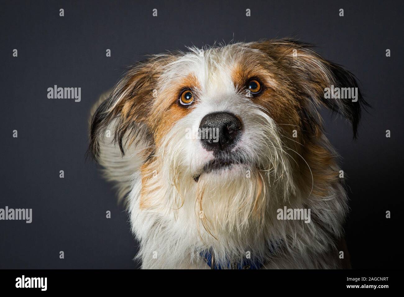 Scruffy dog hi-res stock photography and images - Alamy