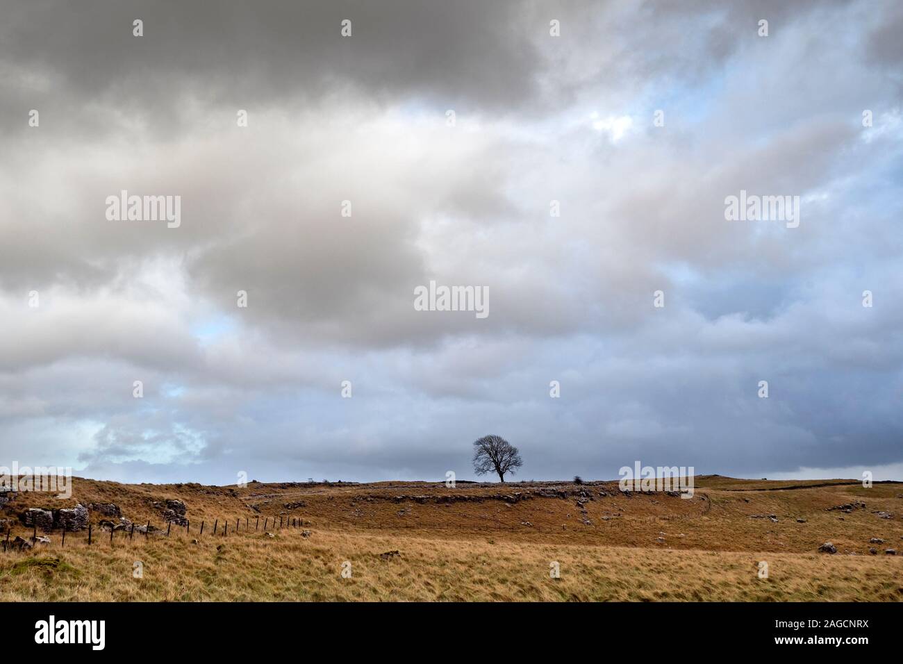 Lone Tree above Malham, Yorkshire Dales, England Stock Photo - Alamy