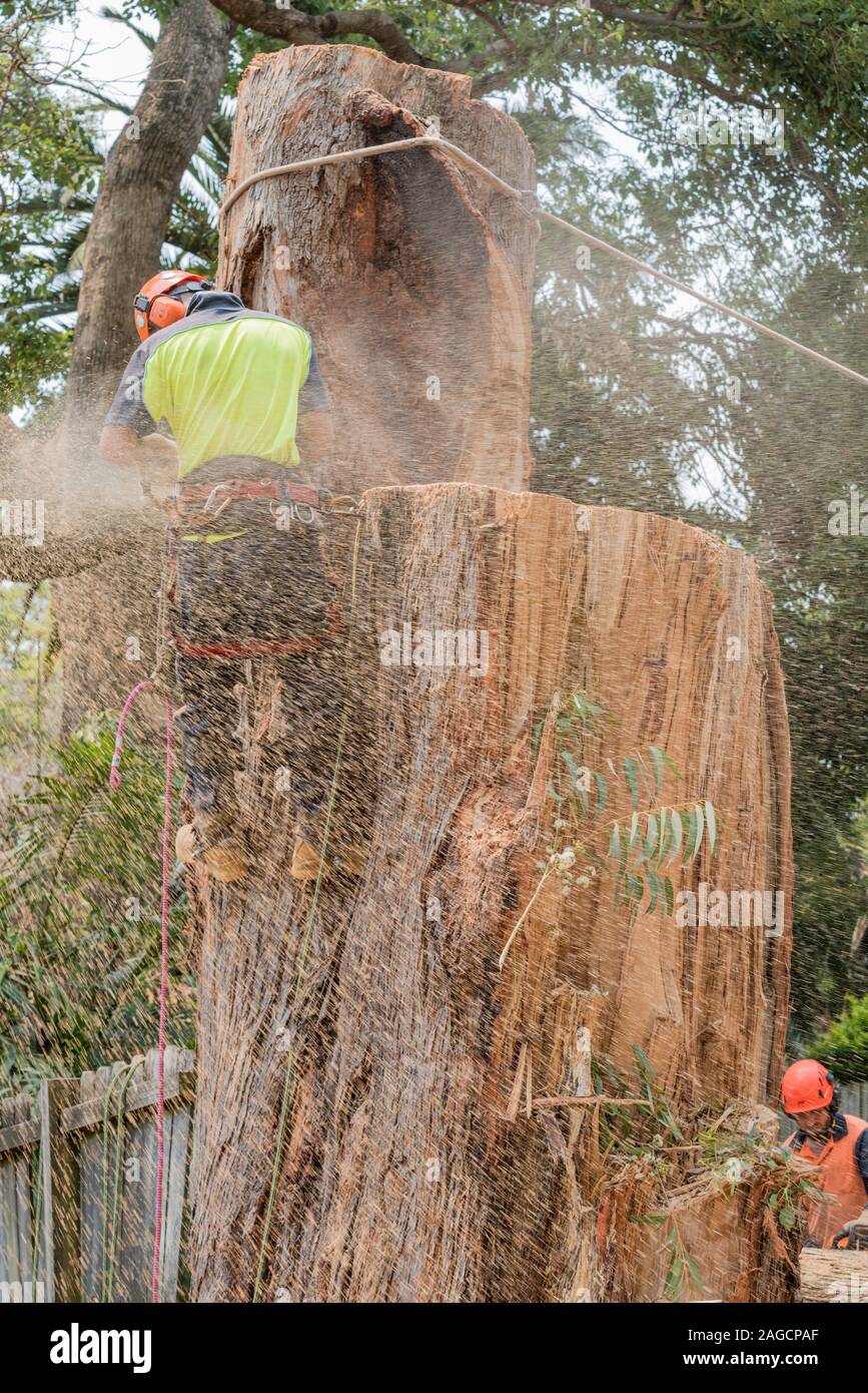 Storm Damaged Eucalyptus Trees High Resolution Stock Photography and ...