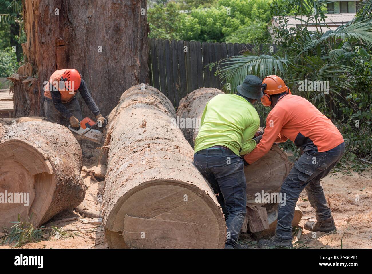 Smashed trees in sydney suburbs hi-res stock photography and images - Alamy