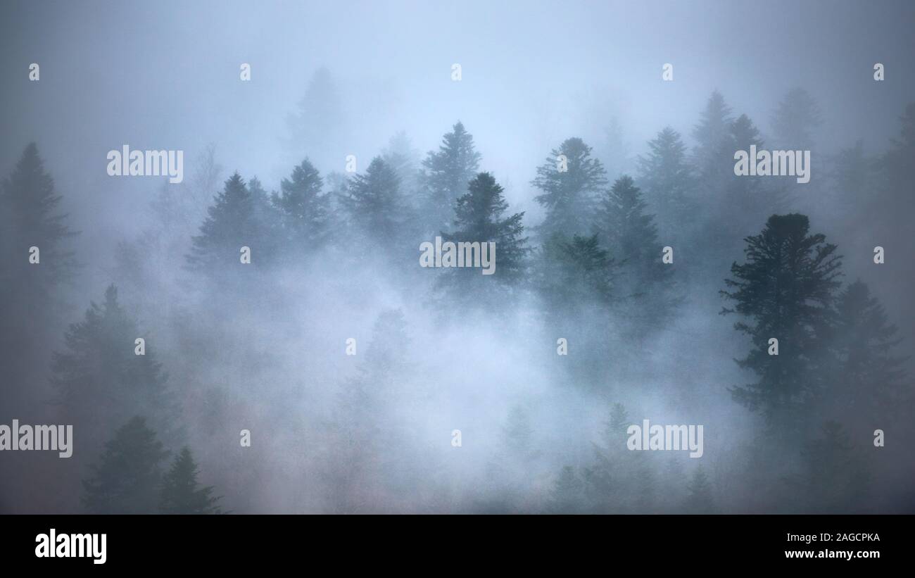 Breathtaking scenery of a beautiful tree forest enveloped in fog ...