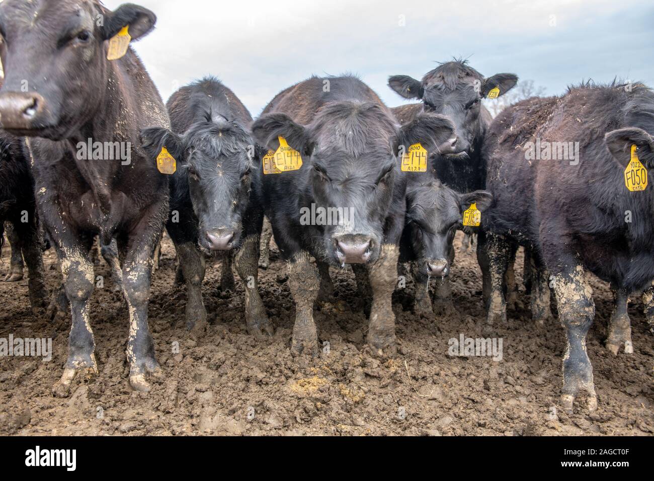 Dirt caked cows gather in mud , Monkton, Maryland, USA Stock Photo - Alamy