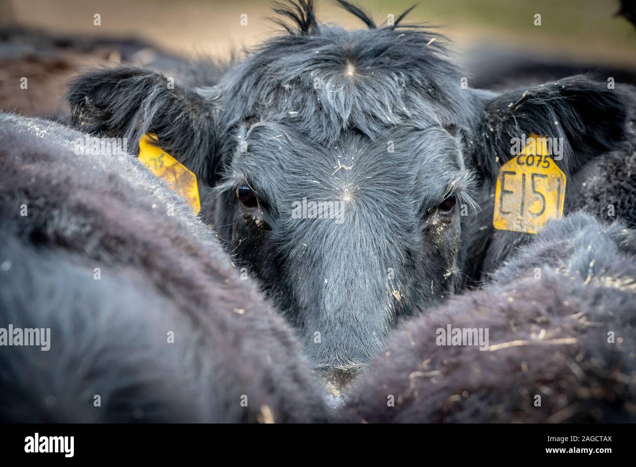Cattle from behind hi-res stock photography and images - Alamy