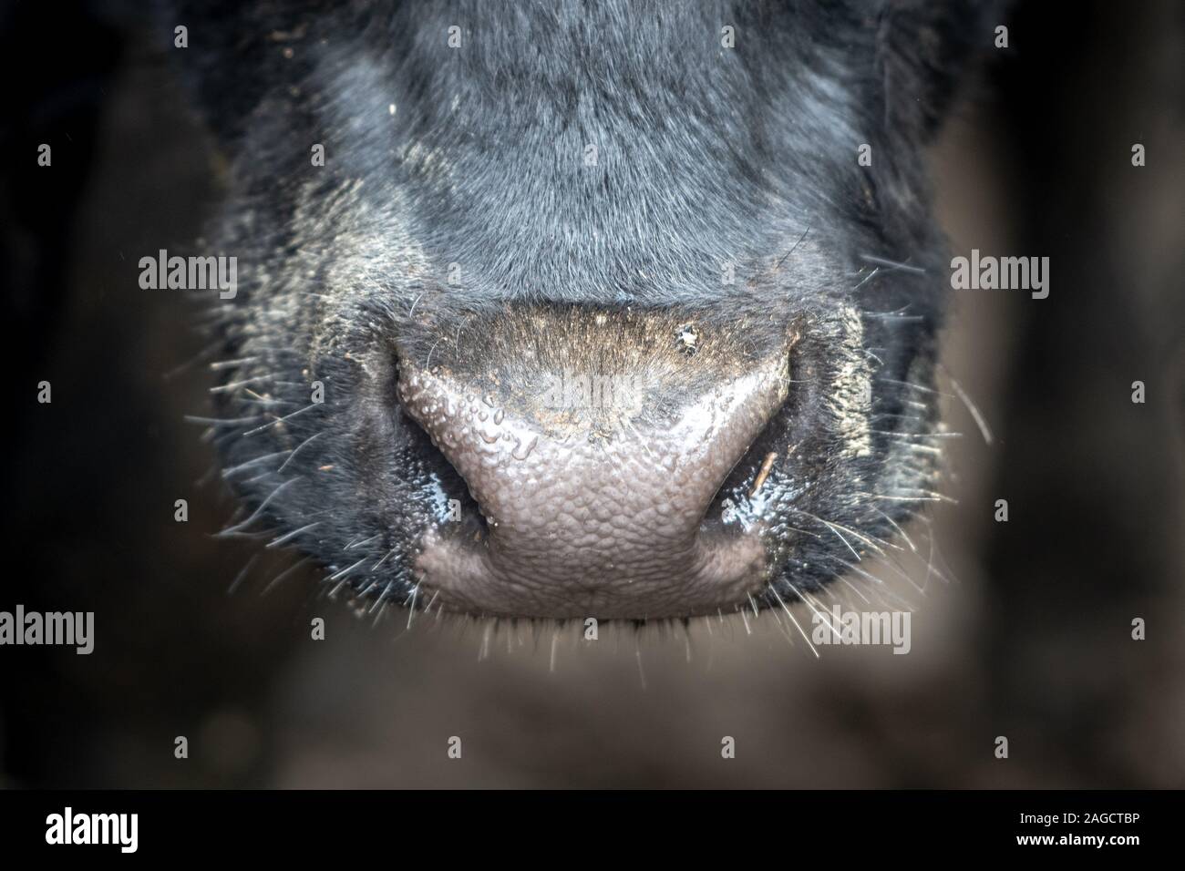 A detailed look at the end of a cow's snout , Monkton, Maryland, USA ...