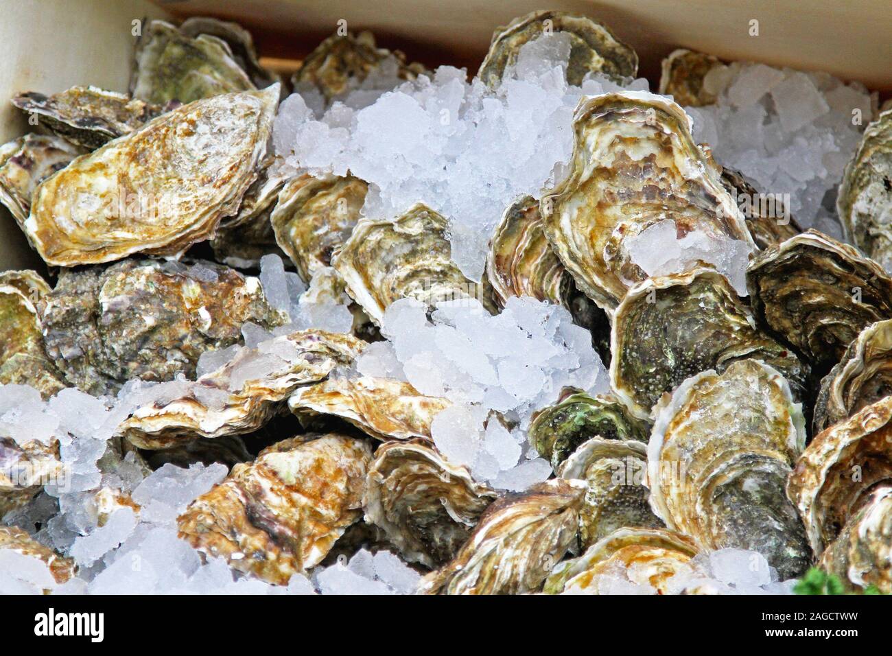 Fresh oyster molluscs in ice at market Stock Photo - Alamy