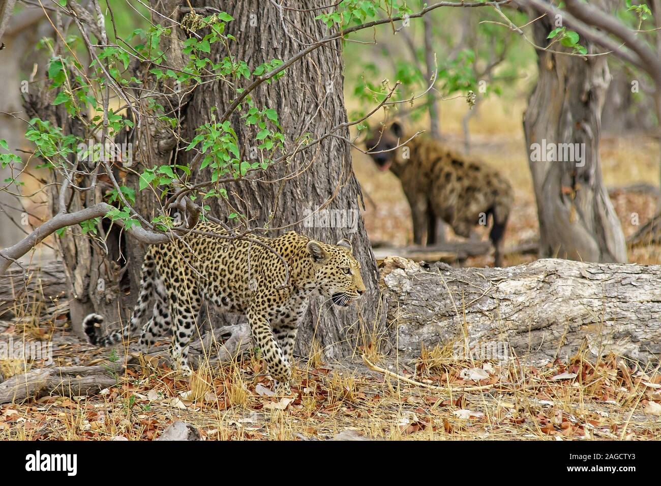 Angry African leopard in the jungle with a hyena following in the ...