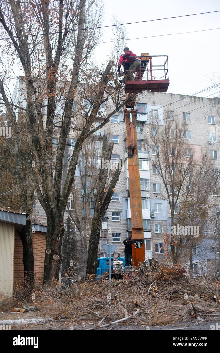Workers in the municipal utilities cut tree branches. Trimming tree ...