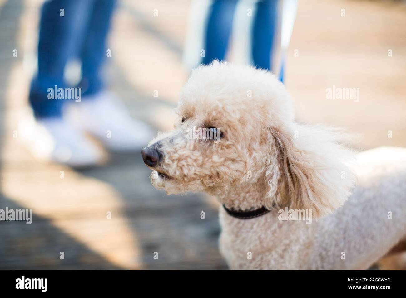 Cute white fluffy standard poodle with a blurred background Stock Photo ...