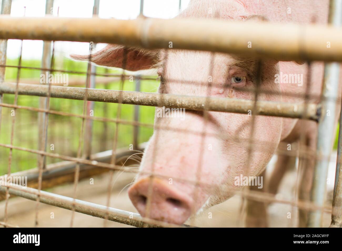 Boar in cage hi-res stock photography and images - Alamy