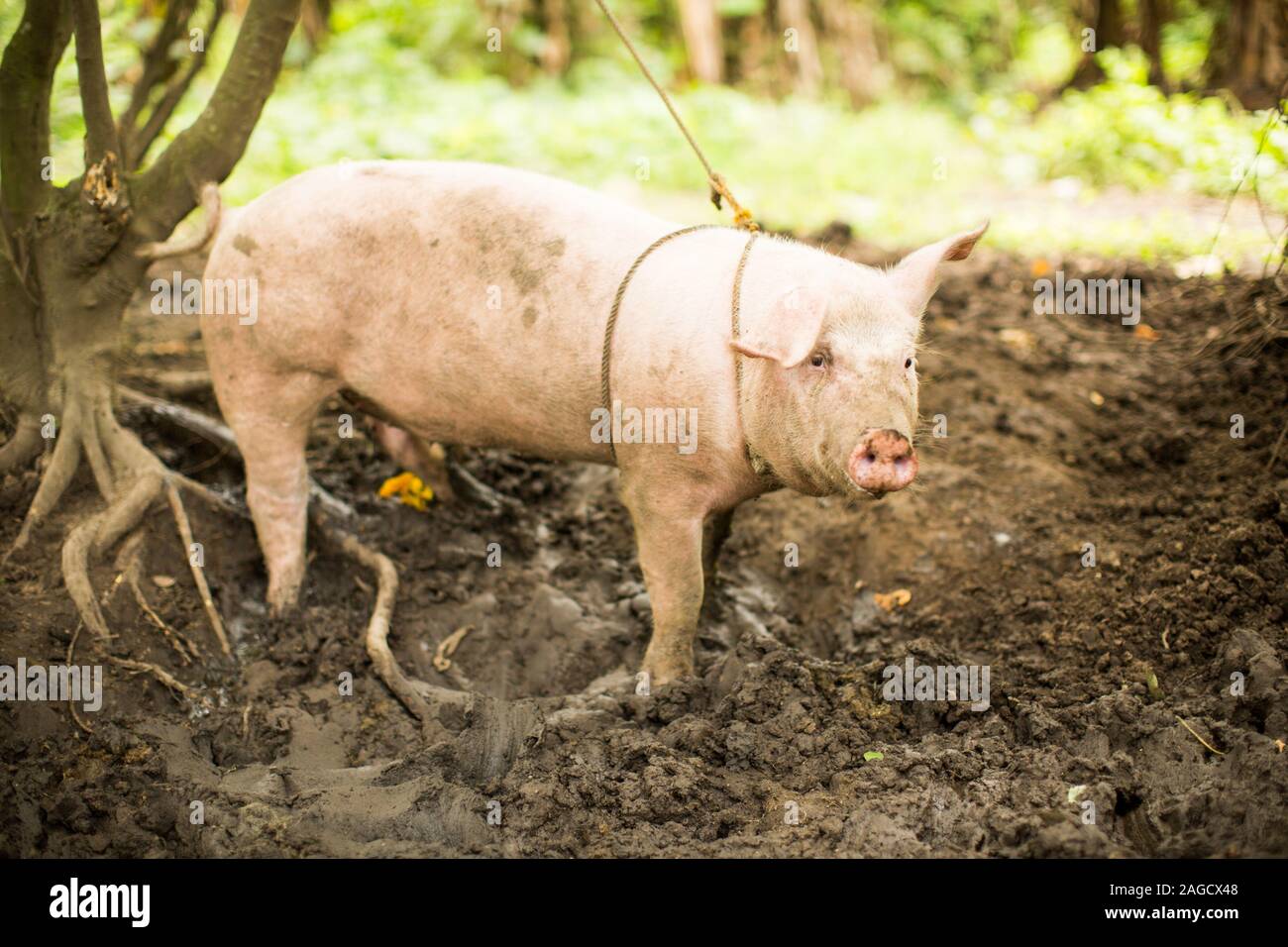 Hog Tied Stock Photos & Hog Tied Stock Images - Alamy