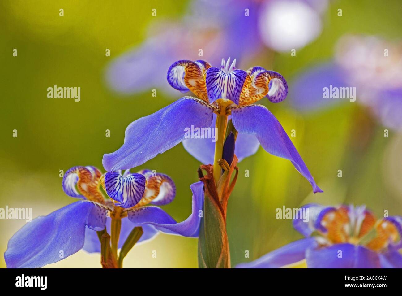 Blue iris plant hi-res stock photography and images - Alamy