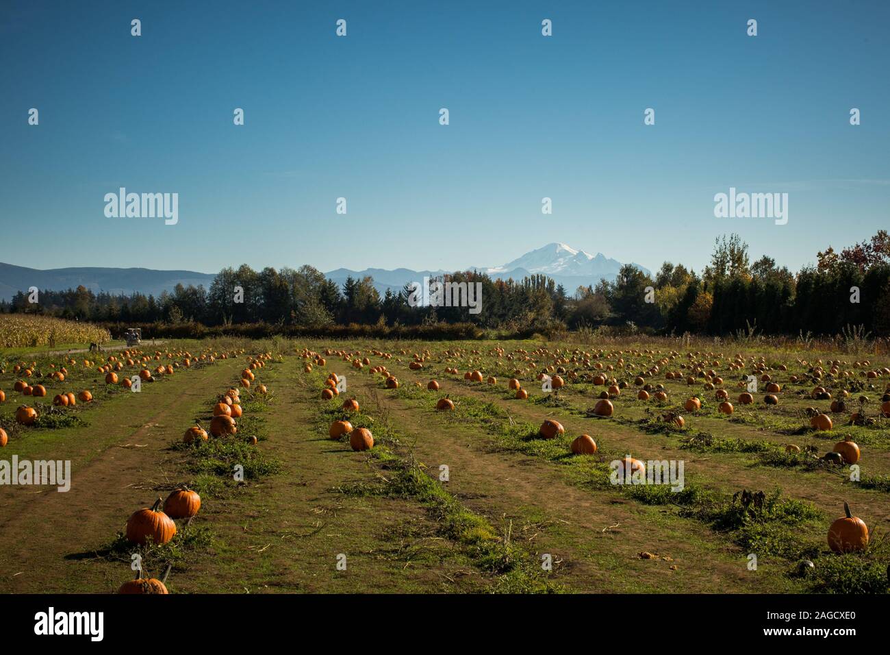 Pumpkin field surrounded by high rocky mountains Stock Photo - Alamy