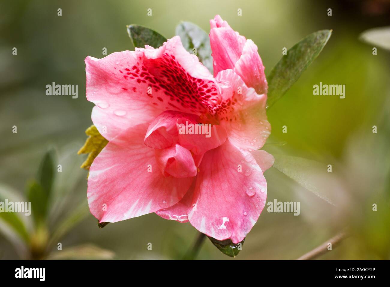George taber azalea hi-res stock photography and images - Alamy