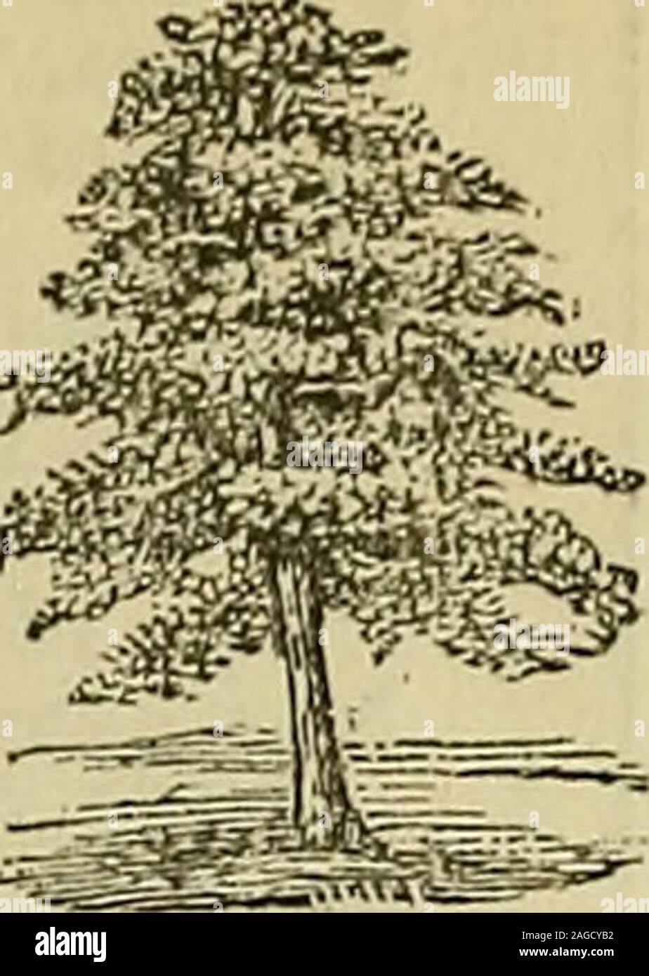 Englishtrees hi-res stock photography and images - Alamy