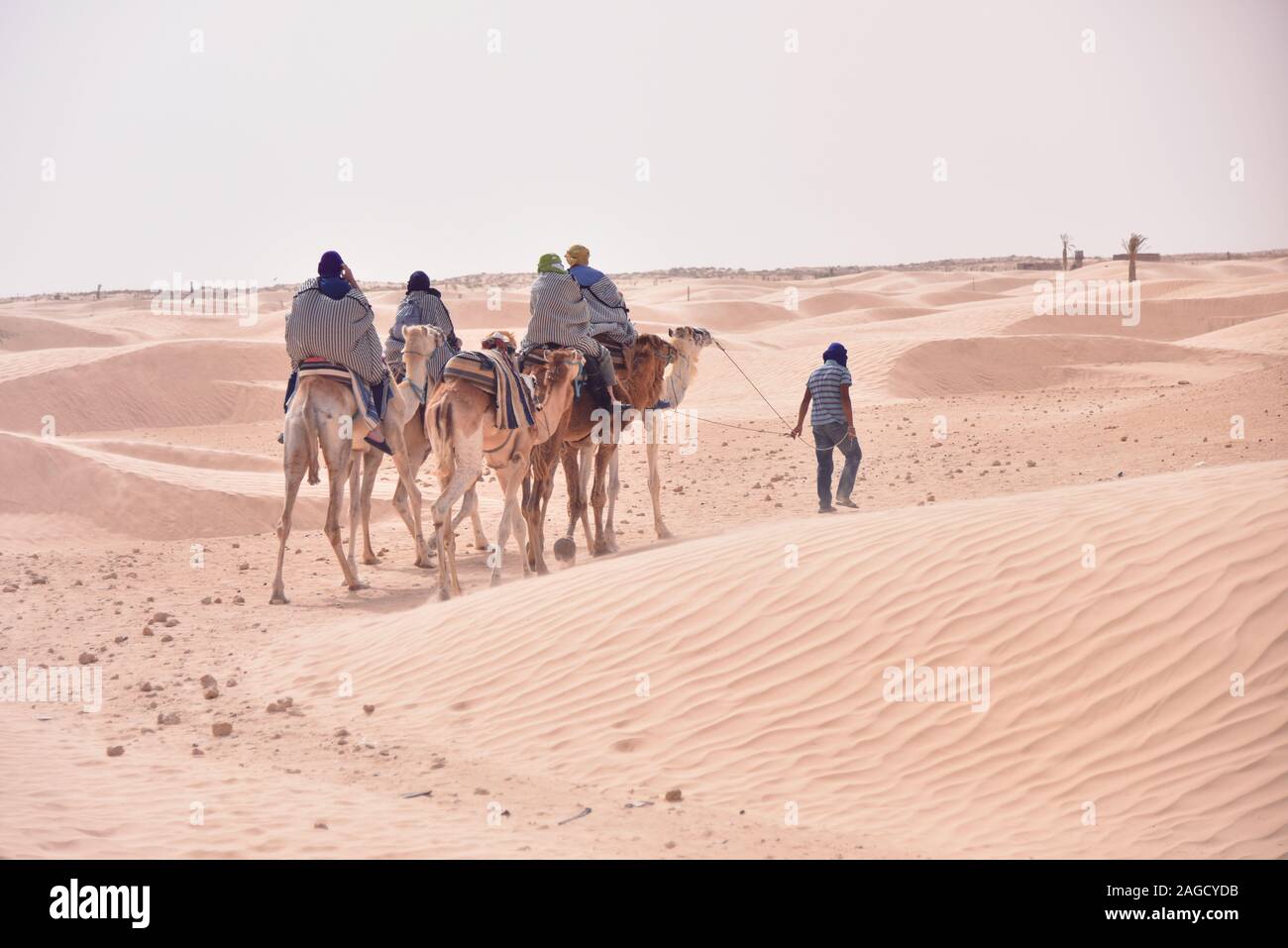 Camels caravan going in sahara desert in Tunisia, Africa. Tourists ride ...