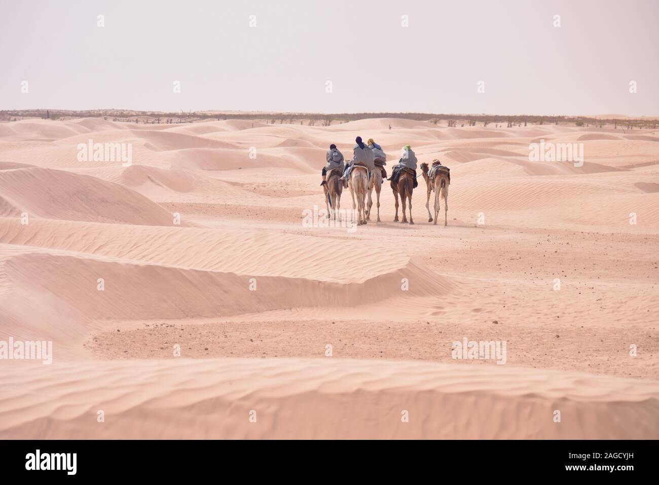 Camels caravan going in sahara desert in Tunisia, Africa. Tourists ride ...