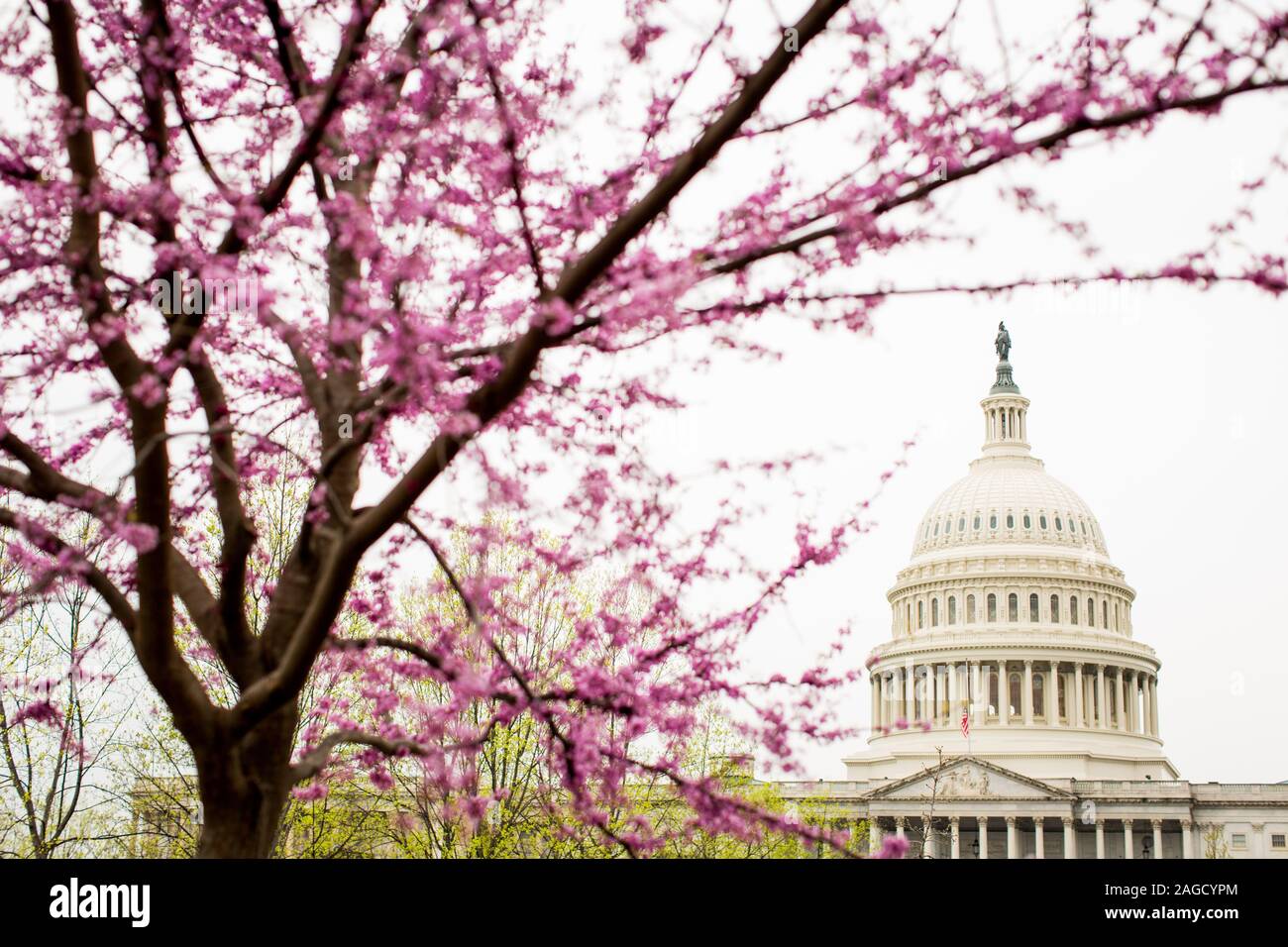 Tree with beautiful pink cherry blossom flowers with the United States ...