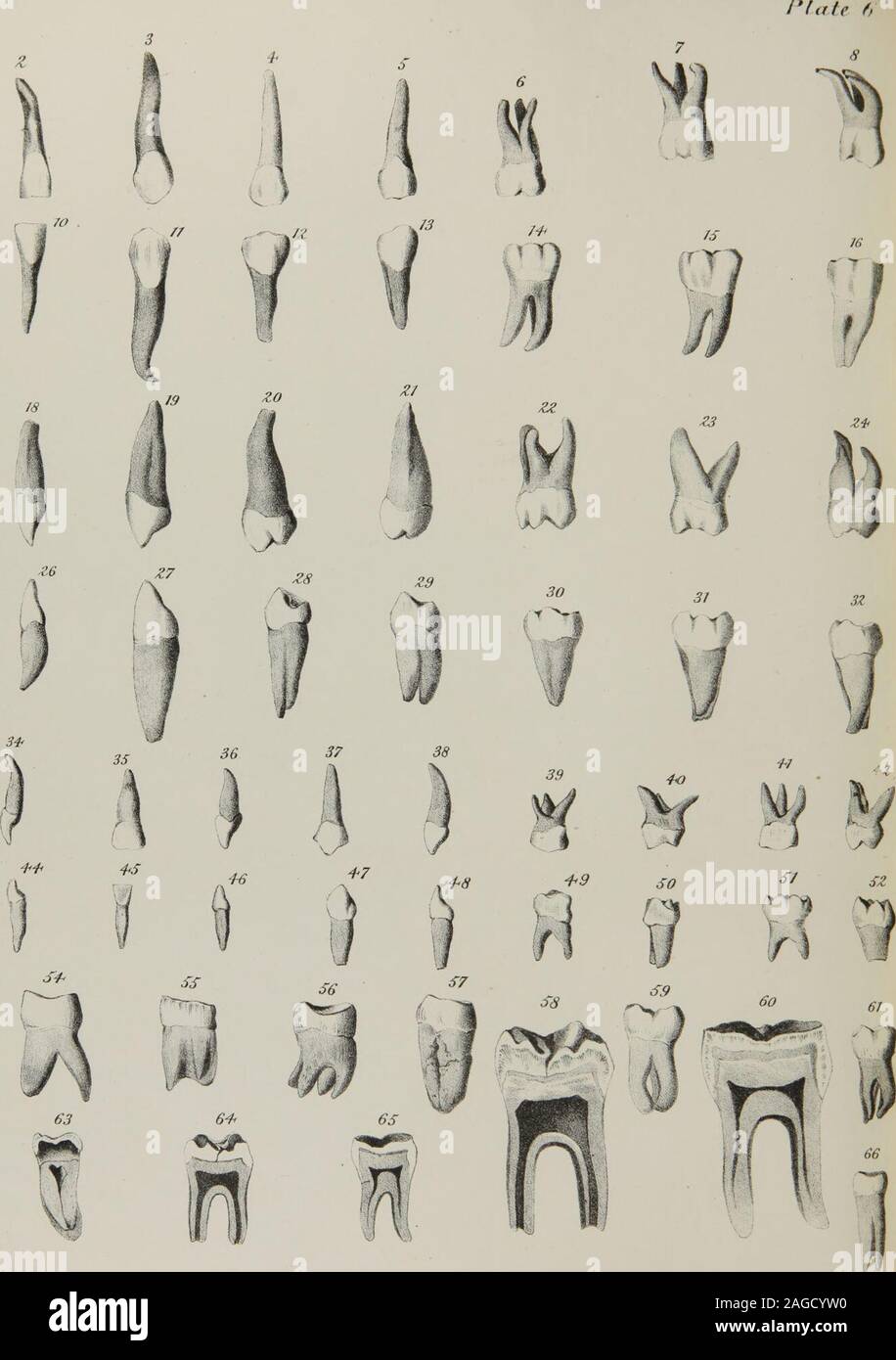 . The anatomy, physiology and pathology of the human teeth : with the ...