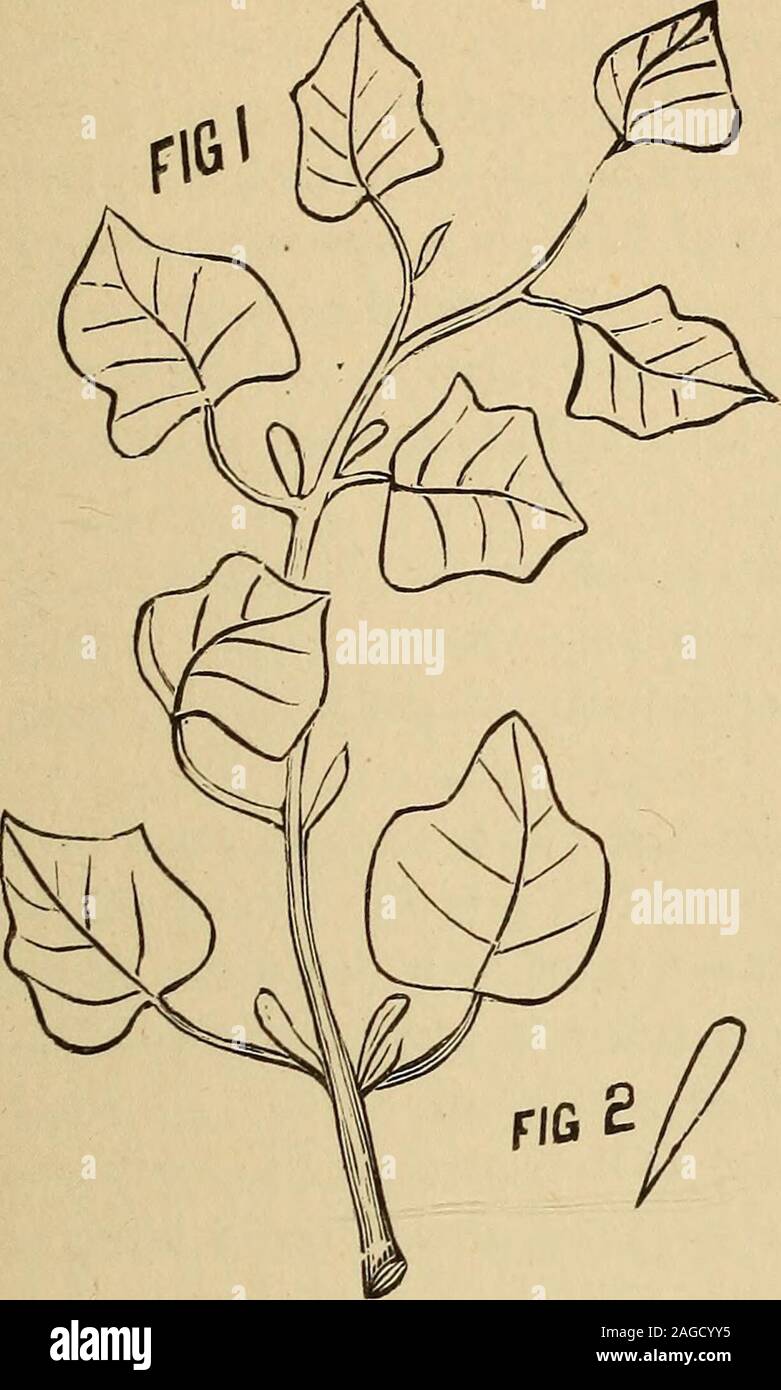 How To Draw A Cross With Vines Step By Step