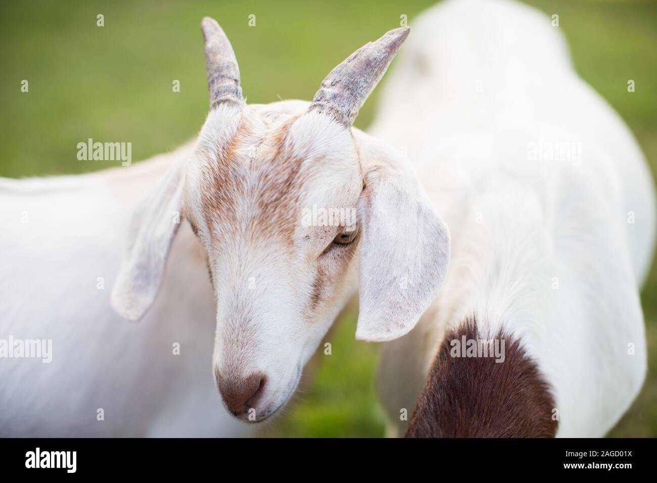 Pair of cute white goats in a grassy field with a blurred background ...