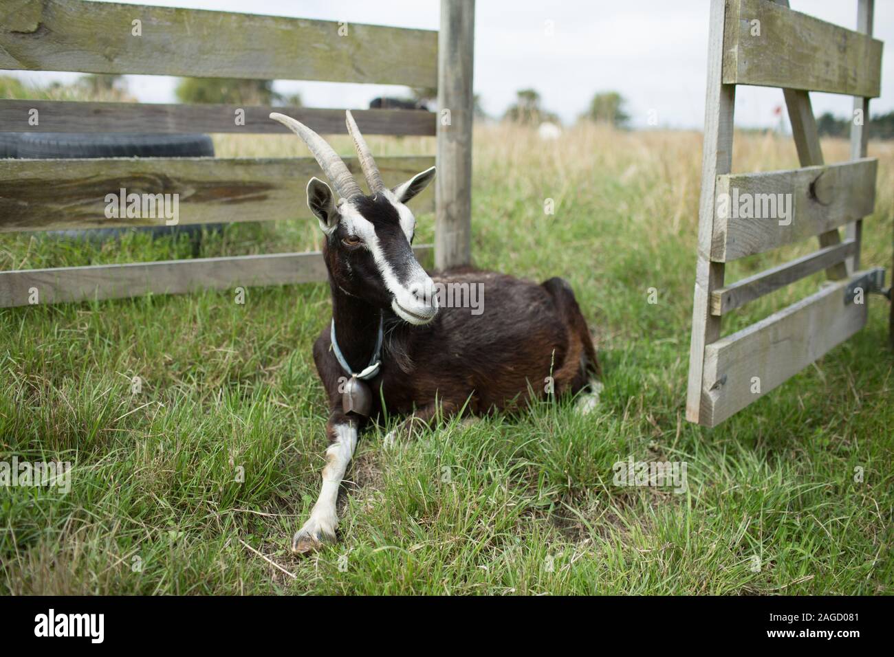 Black goat sitting and relaxing on the grass in front of an open wooden ...