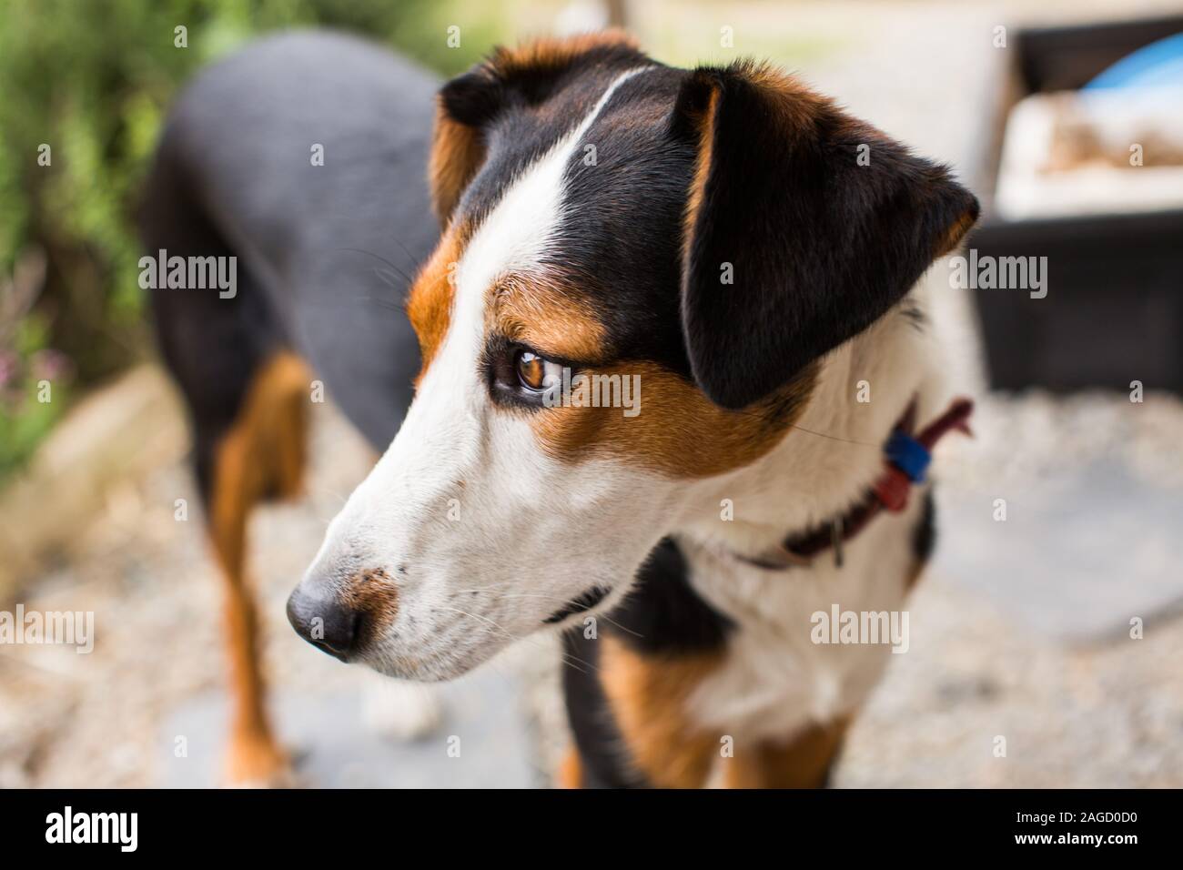 Cute white and brown ratonero bodeguero andaluz dog with a blurred ...
