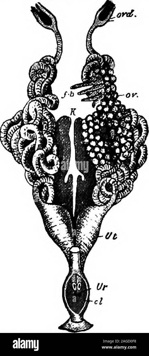 Swollen cloaca hi-res stock photography and images - Alamy