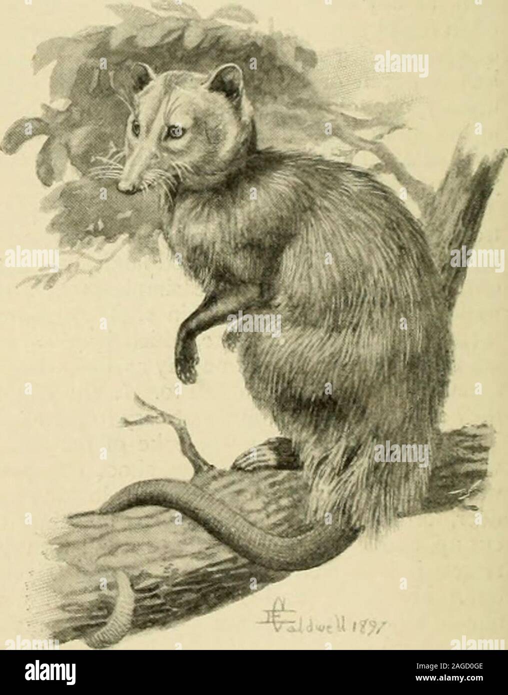 Ringedtail hi-res stock photography and images - Alamy