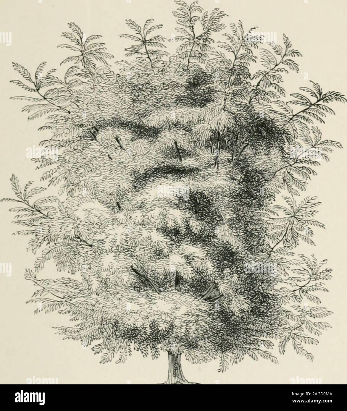 . Arboretum et fruticetum britannicum; or, The trees and shrubs of ...