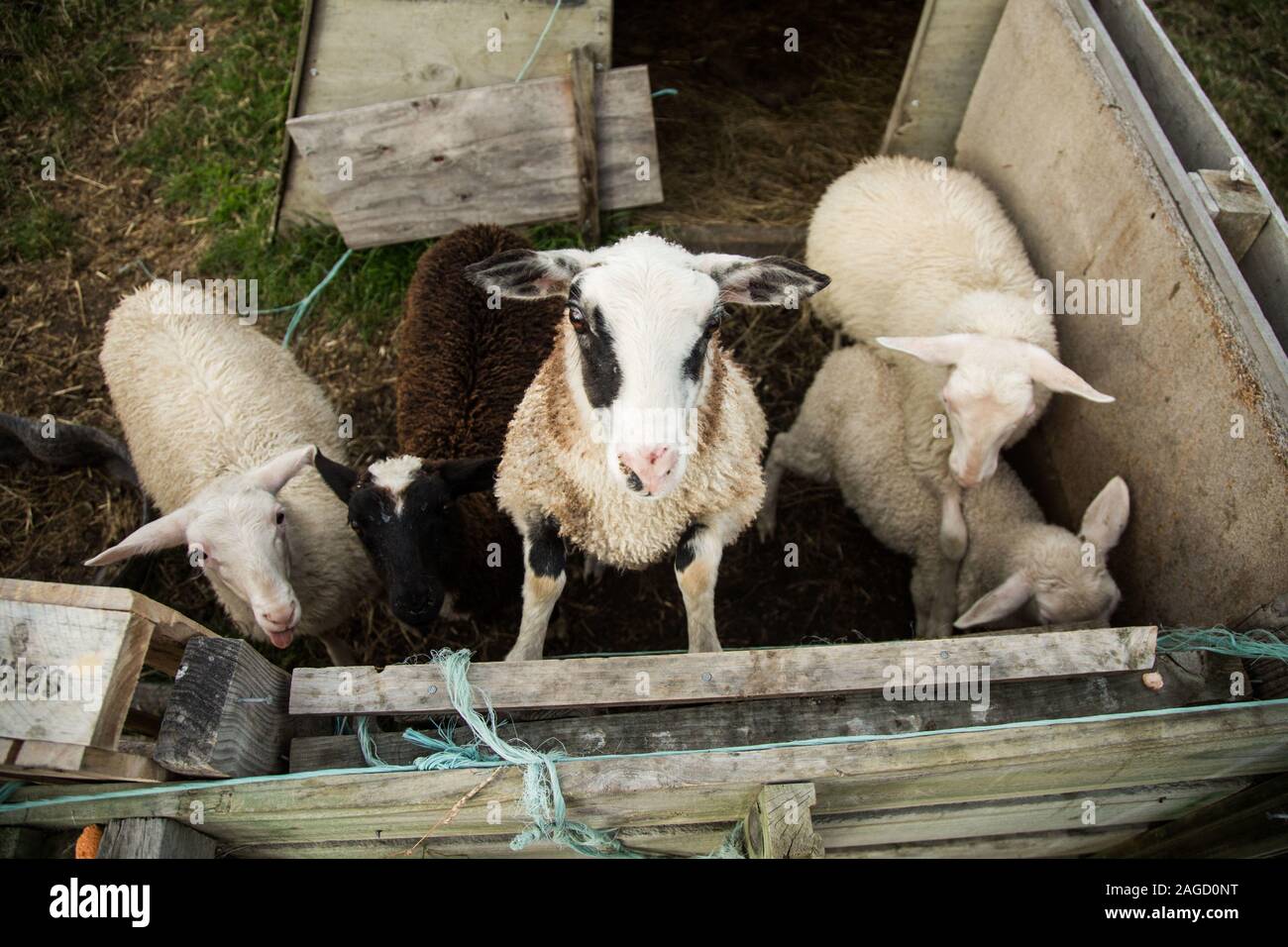 High angle shot of brown and white sheep inside a wooden cage in a farm ...