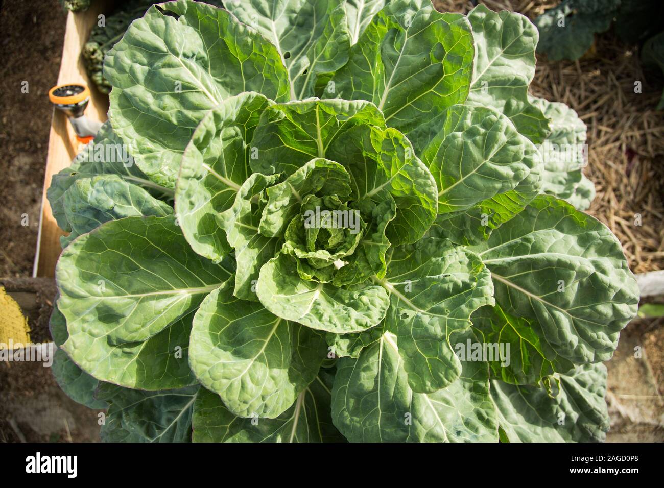 Collard greens isolated hi-res stock photography and images - Alamy