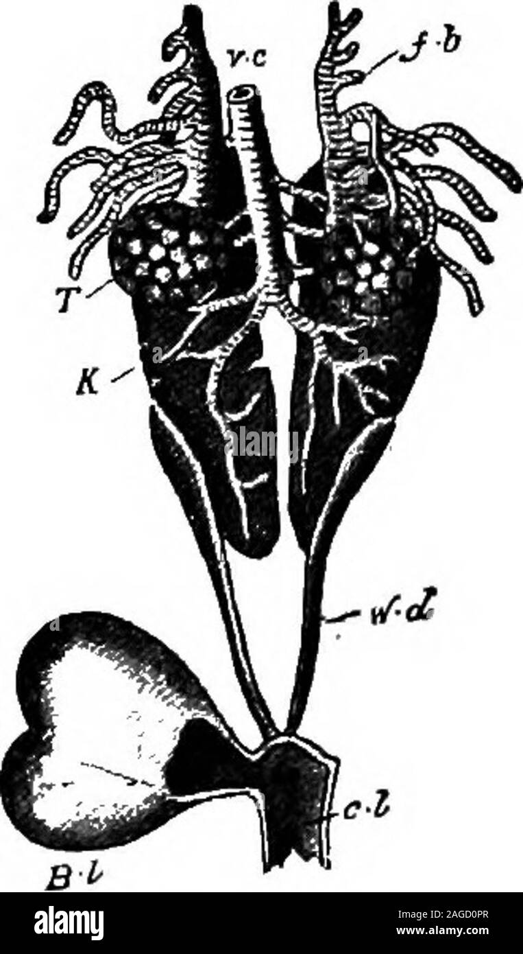 . Outlines of zoology. the lungs. When the pressure onthe lungs is ...