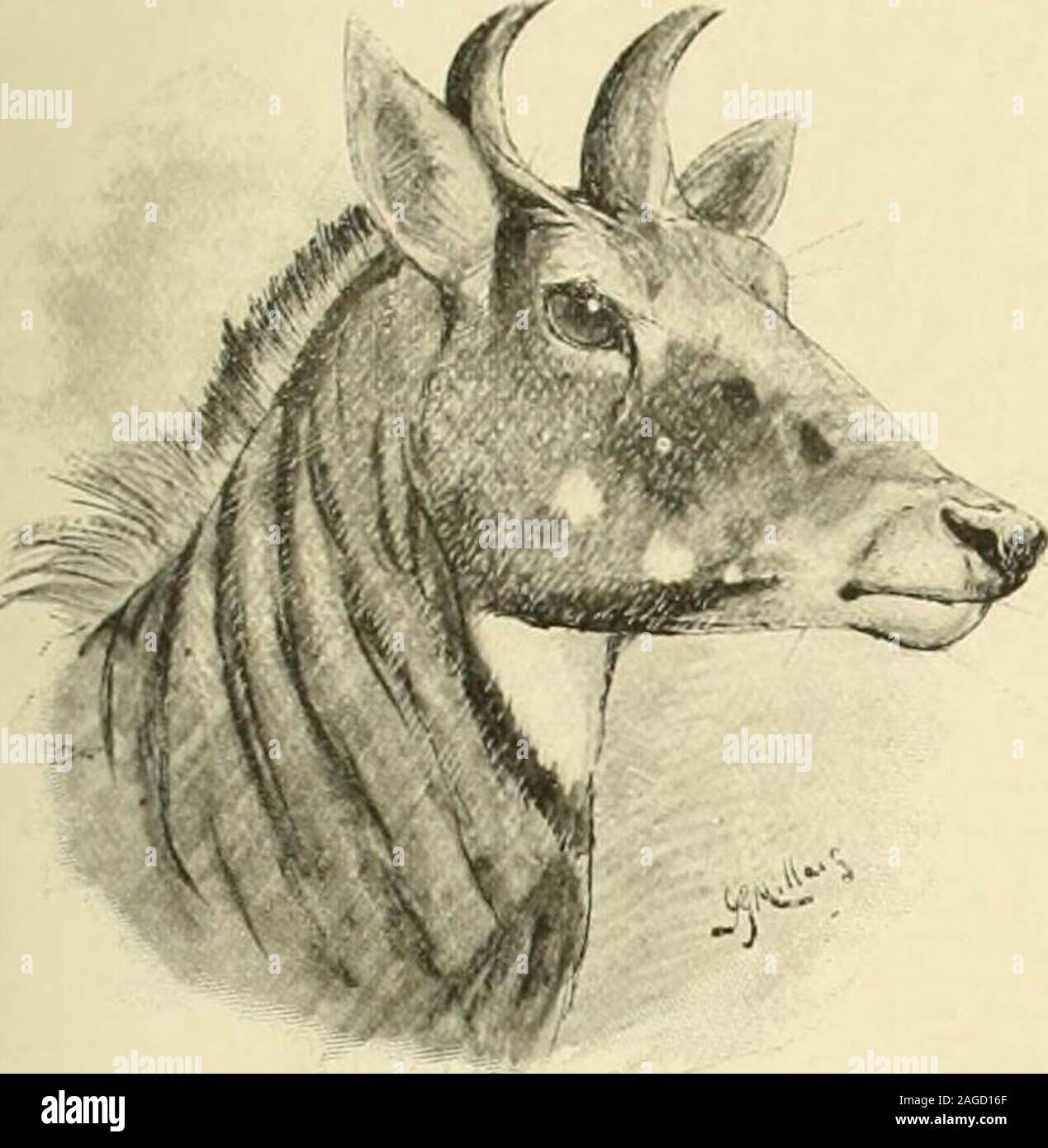 Koodoo antelopes hi-res stock photography and images - Alamy