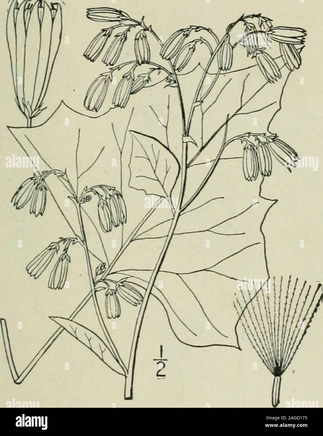 Hastate leaves hi-res stock photography and images - Alamy