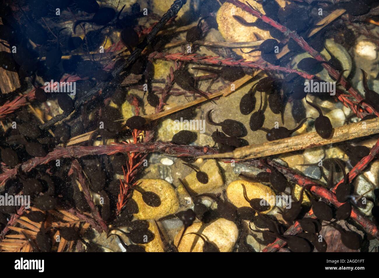 Tadpoles swimming in pool hi-res stock photography and images - Alamy