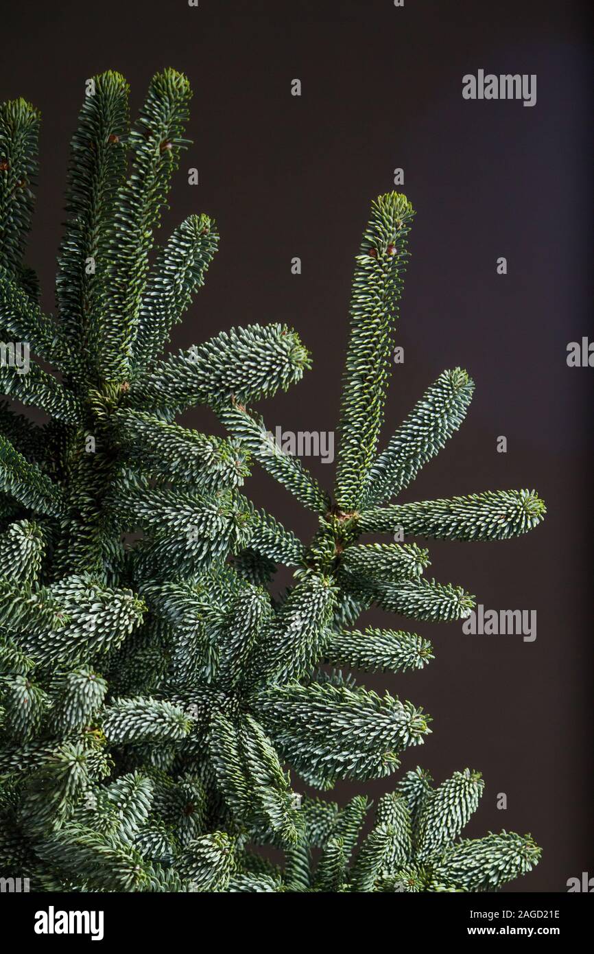 Abies nobilis hi-res stock photography and images - Alamy
