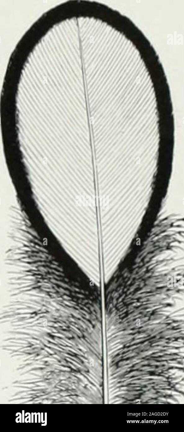 . Wright's book of poultry, revised and edited in accordance with the ...