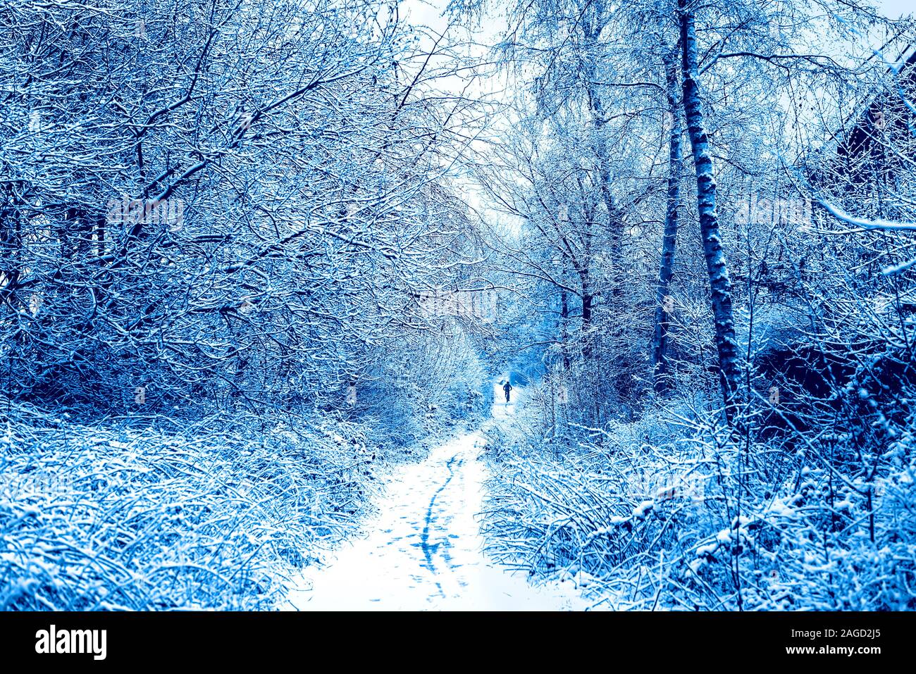 Snowing in England, UK, beautiful winter walk along the alley in the ...