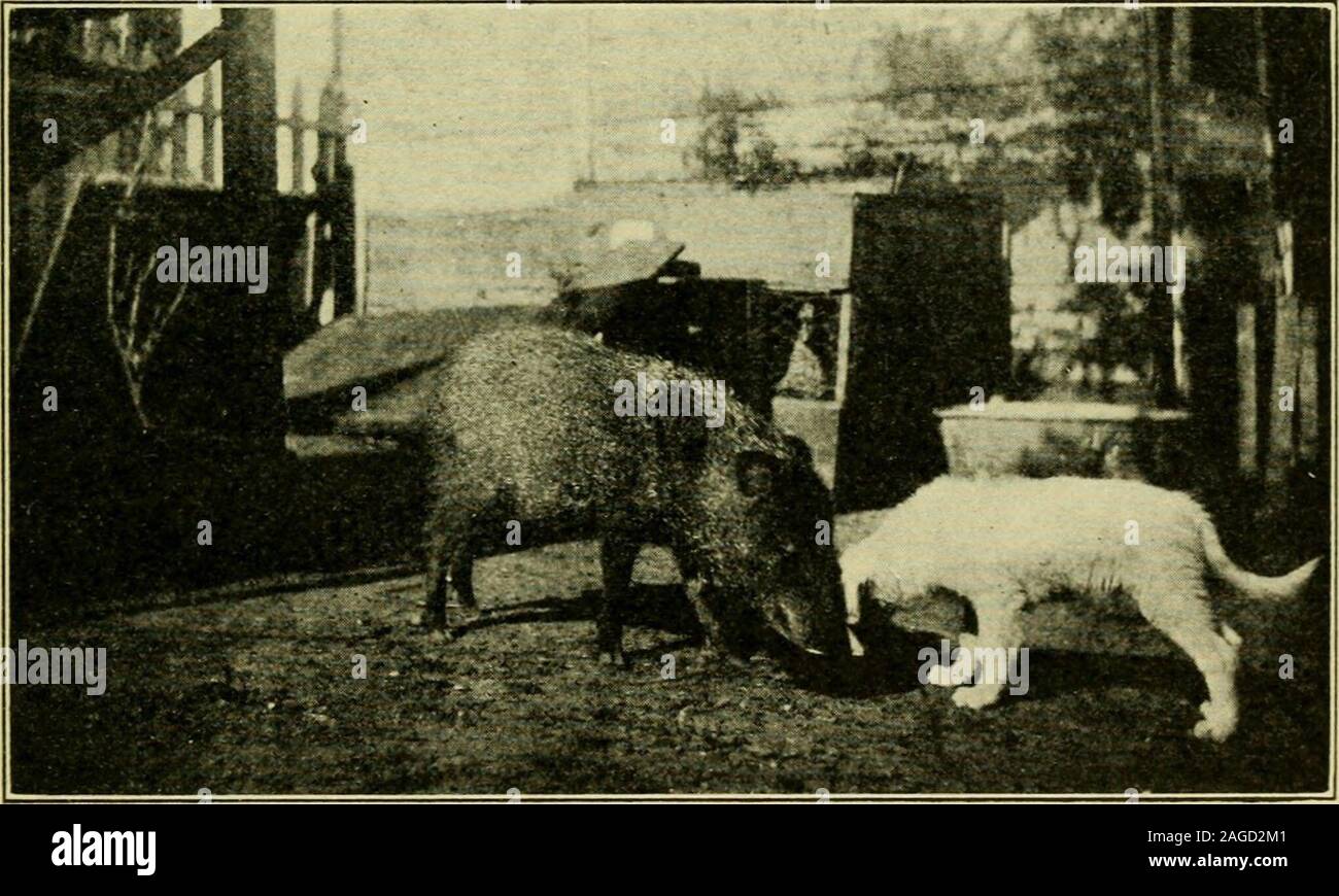 Wild hog texas hi-res stock photography and images - Alamy