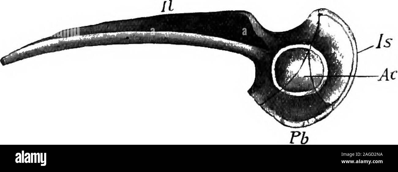 Xiphisternum hi-res stock photography and images - Alamy