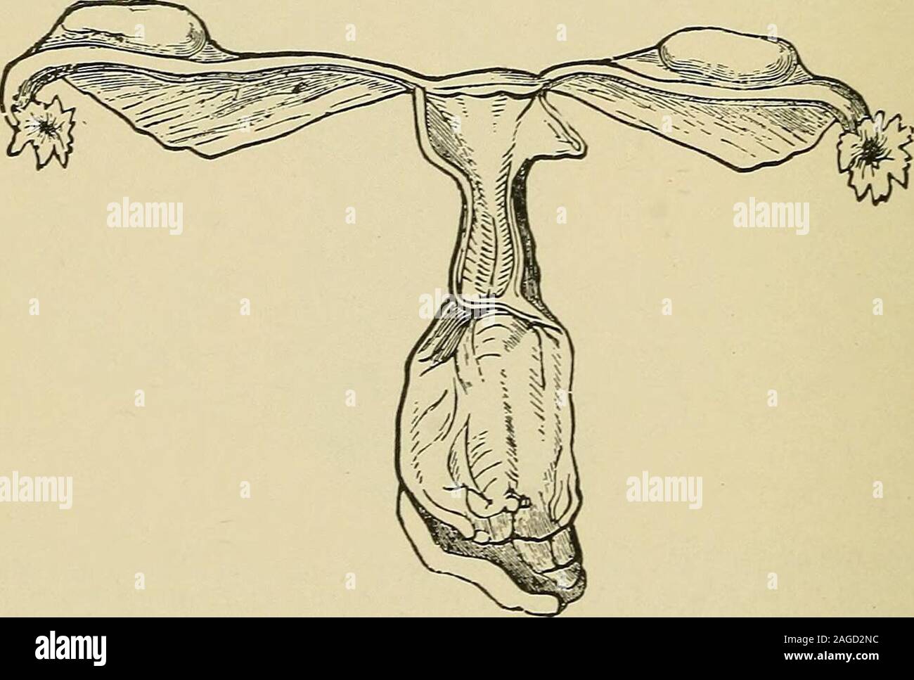 . Essentials of gynecology, arranged in the form of questions and ...