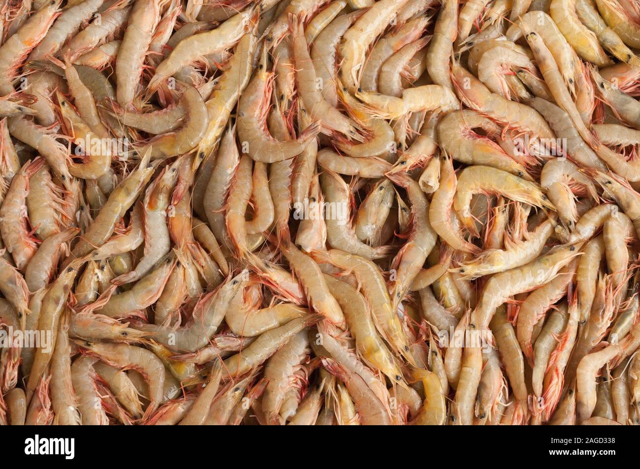 Close up of fresh whole raw shrimp or prawns on display in fish market ...