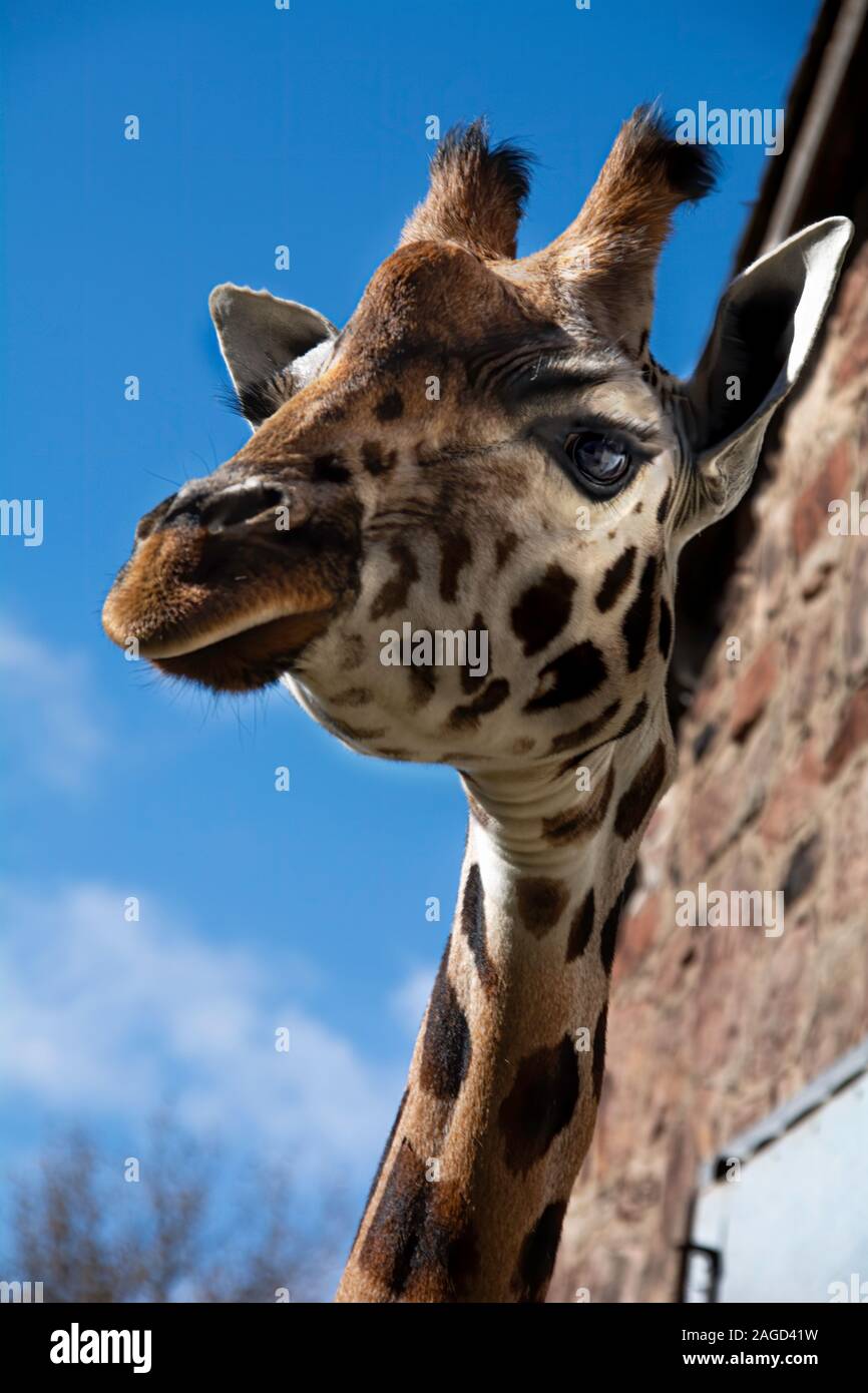 Giraffe at Chester zoo UK Stock Photo - Alamy