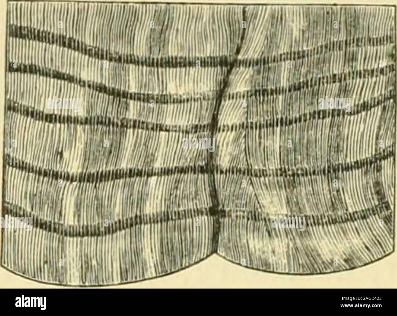 . Quarterly journal of microscopical science. formed; but if, onthe ...