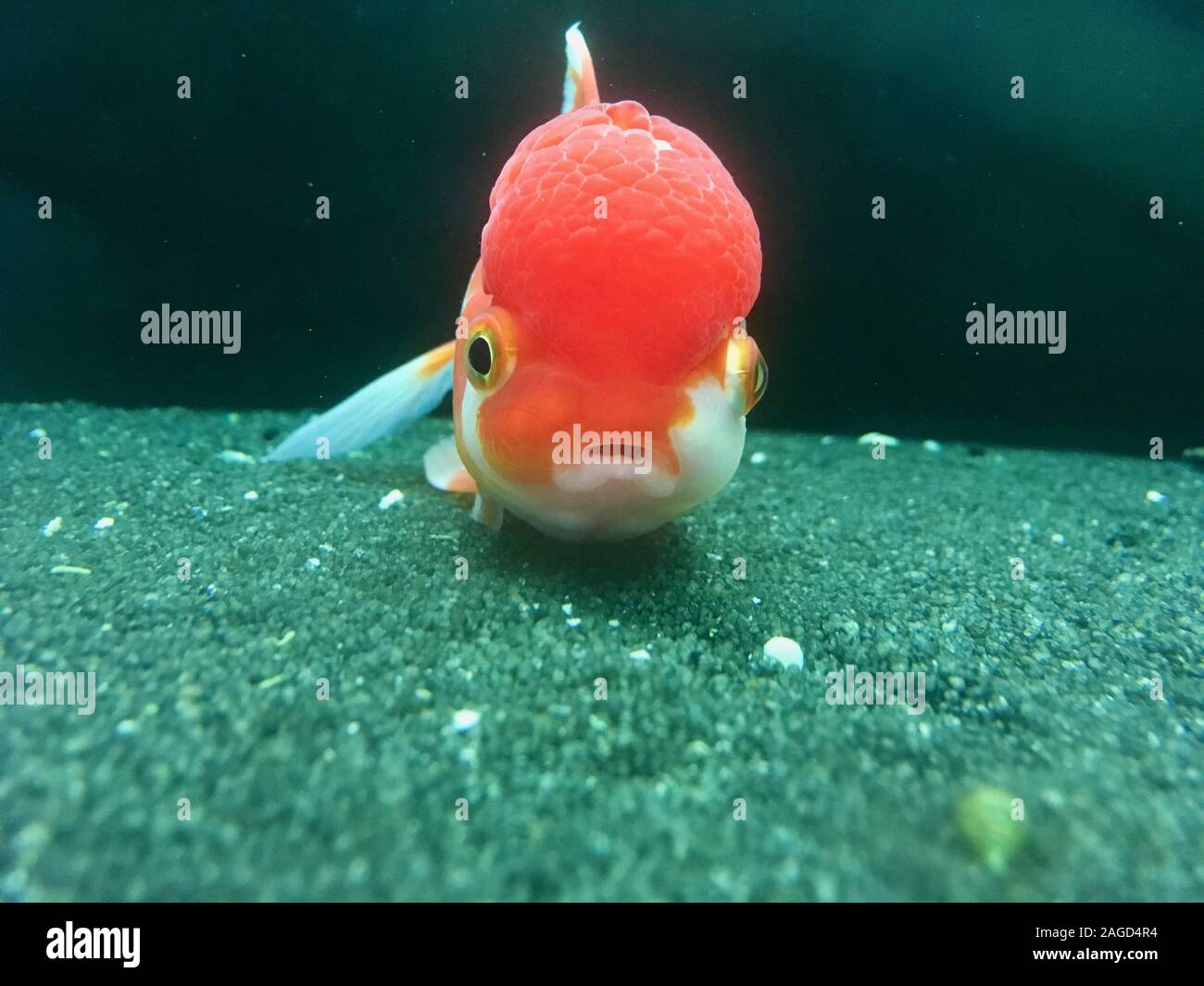 Closeup of a redfish with gold eyes under the sea with a blurry ...