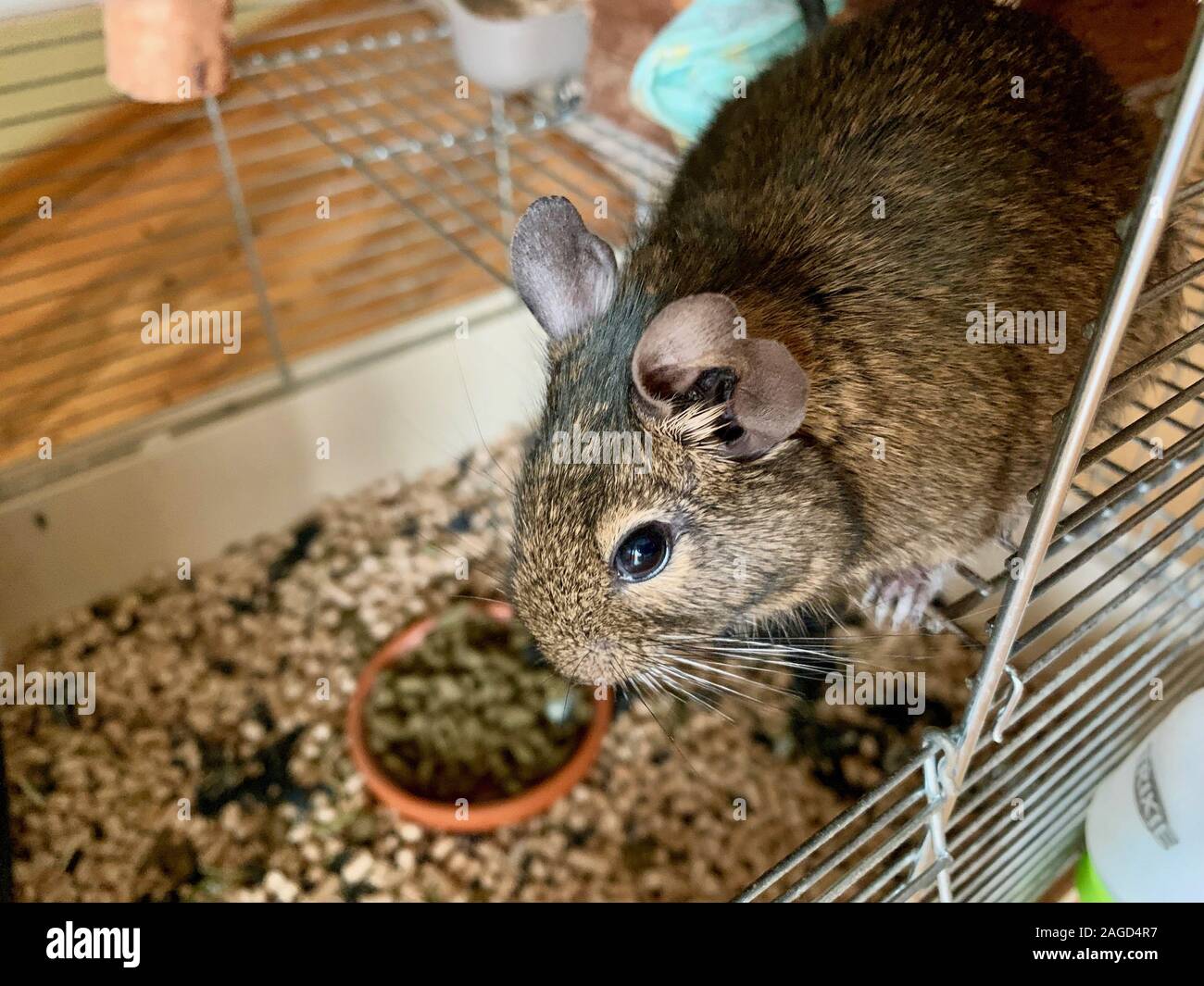 Lab rat cage hi-res stock photography and images - Alamy