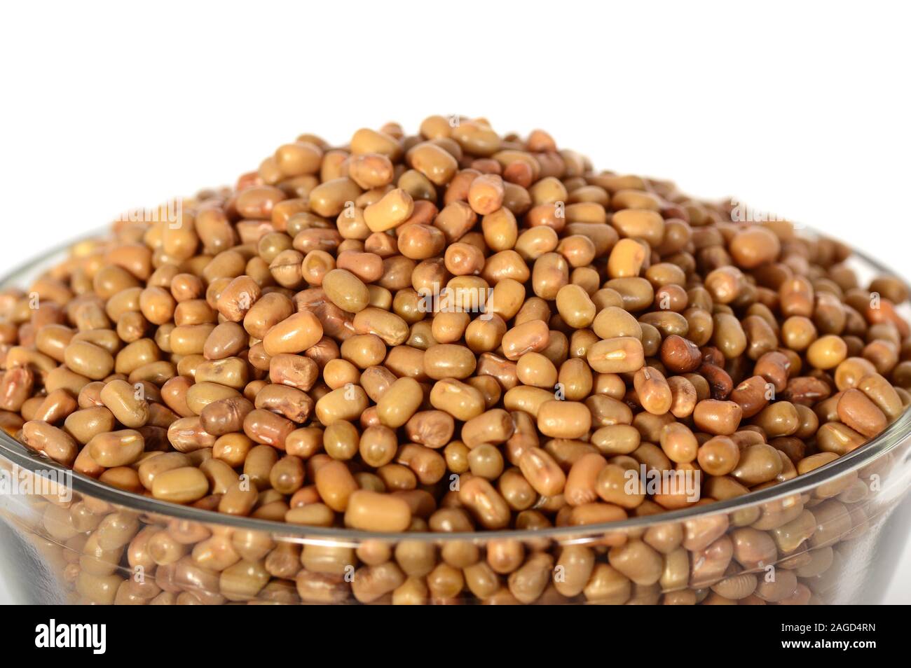 Closeup Of Moth Beans, Indian name Matki, Closeup of moth beans a ...