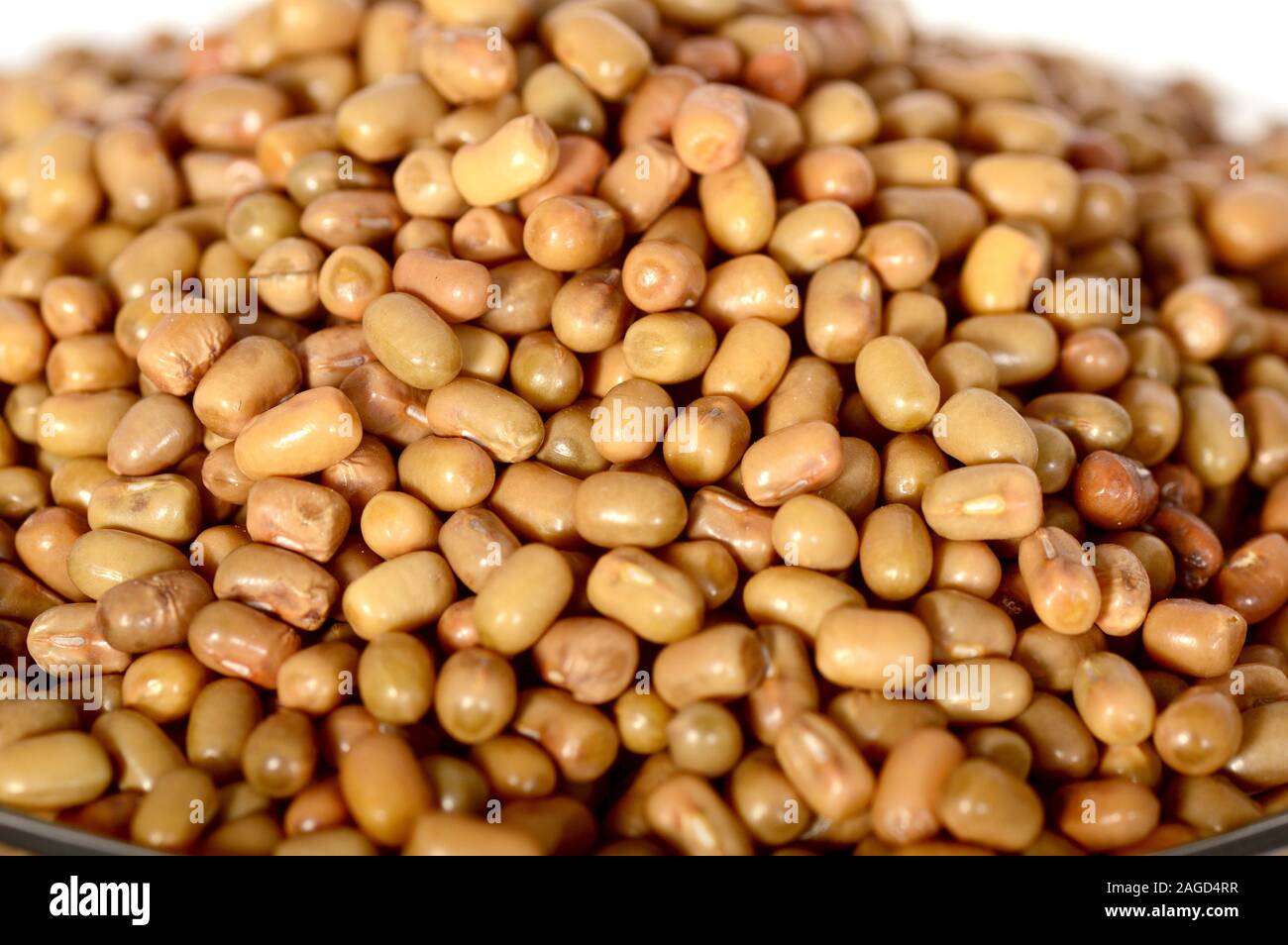 Closeup Of Moth Beans, Indian name Matki, Closeup of moth beans a ...
